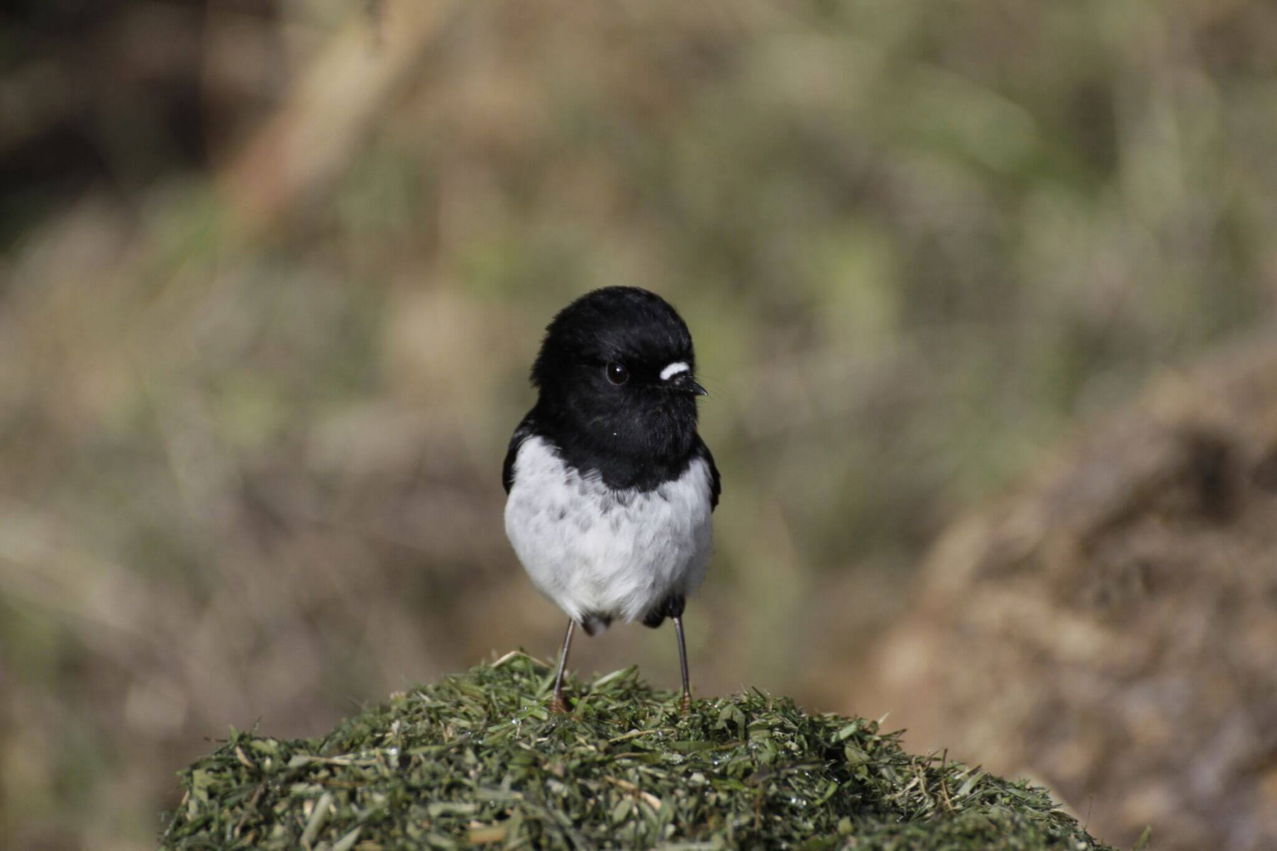 Conservation's 'Lazarus Effect' in New Zealand - BirdGuides