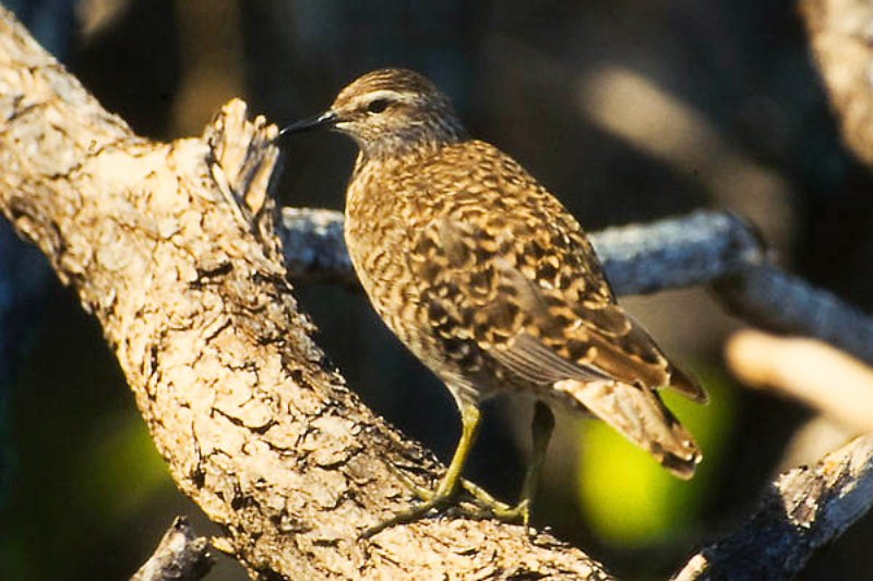 French Polynesian birds thriving after introduced predator removal ...