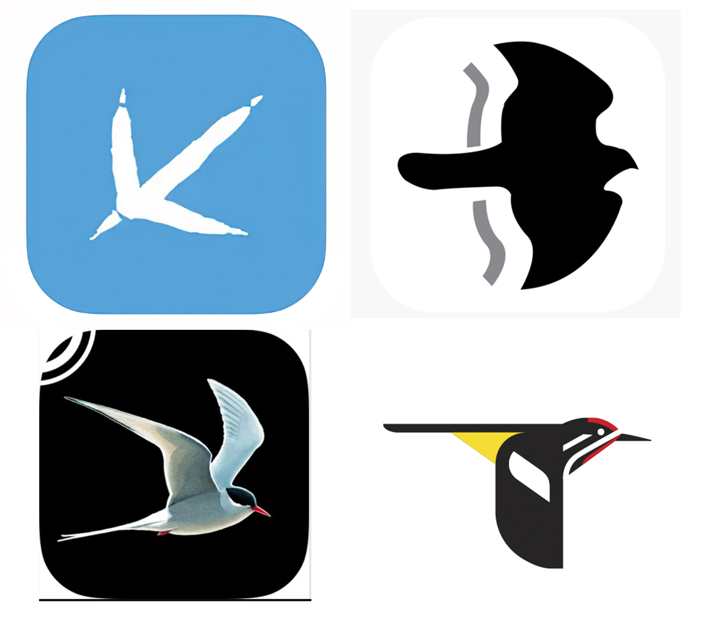 The 5 best British birdwatching apps - BirdGuides