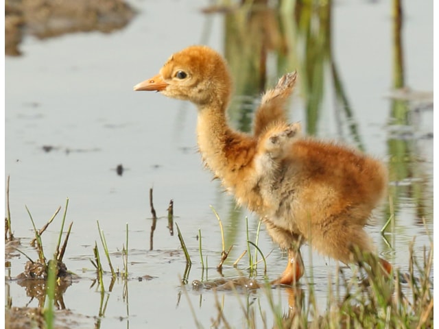 WWT celebrates crane chicks arrival - BirdGuides