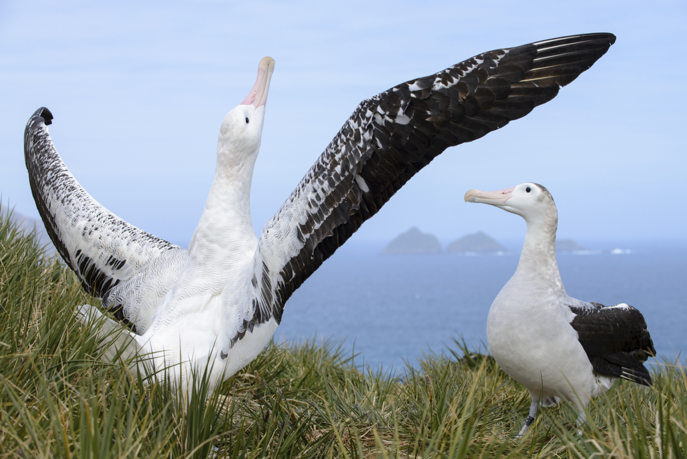 Save stamps to help albatrosses - BirdGuides