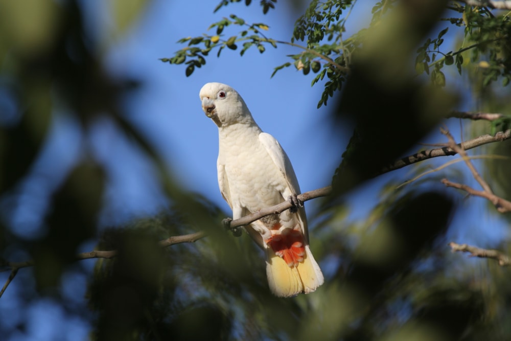 Key fobs help Critically Endangered cockatoo - BirdGuides