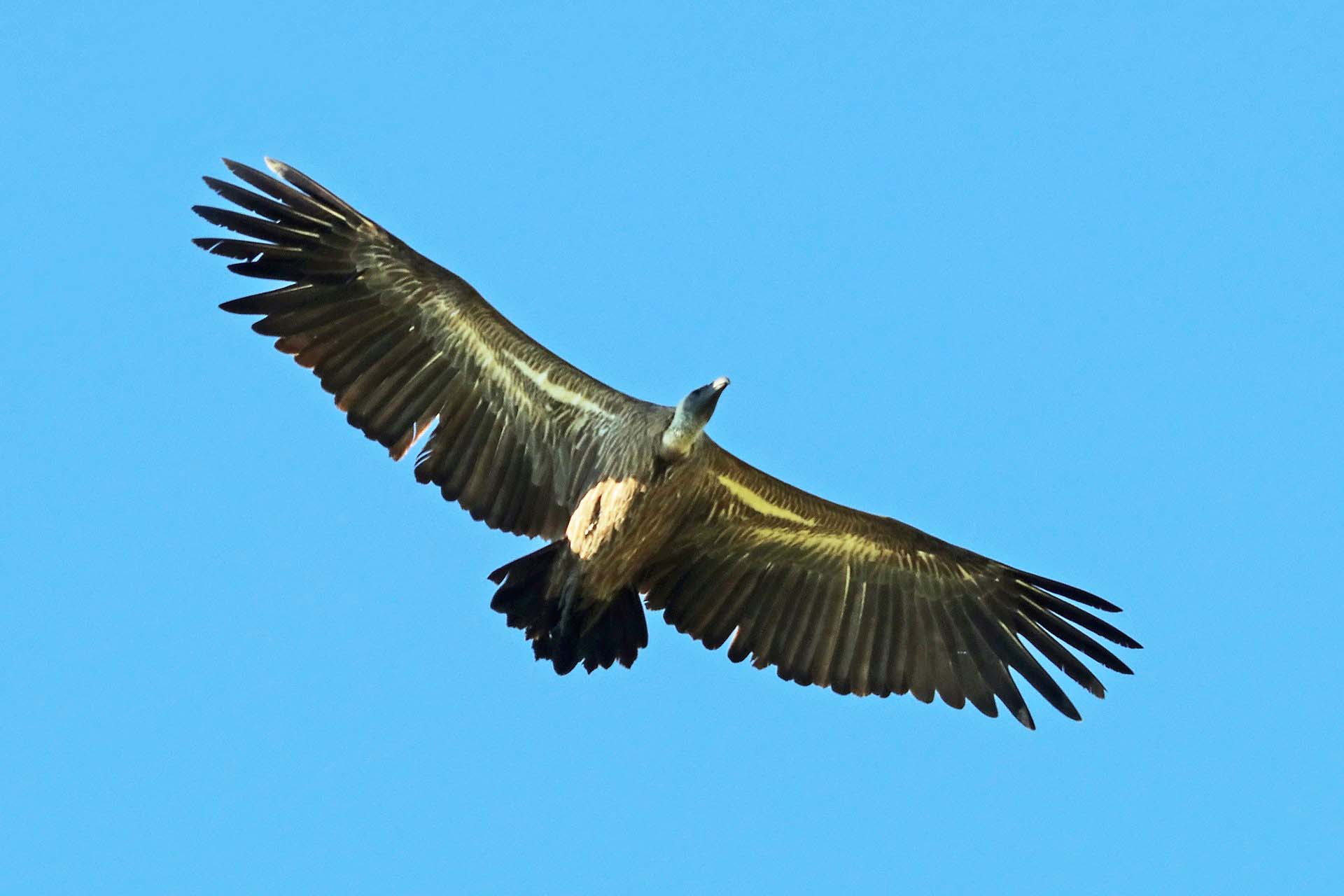 Critically Endangered vulture perishes while attempting to reach Europe ...