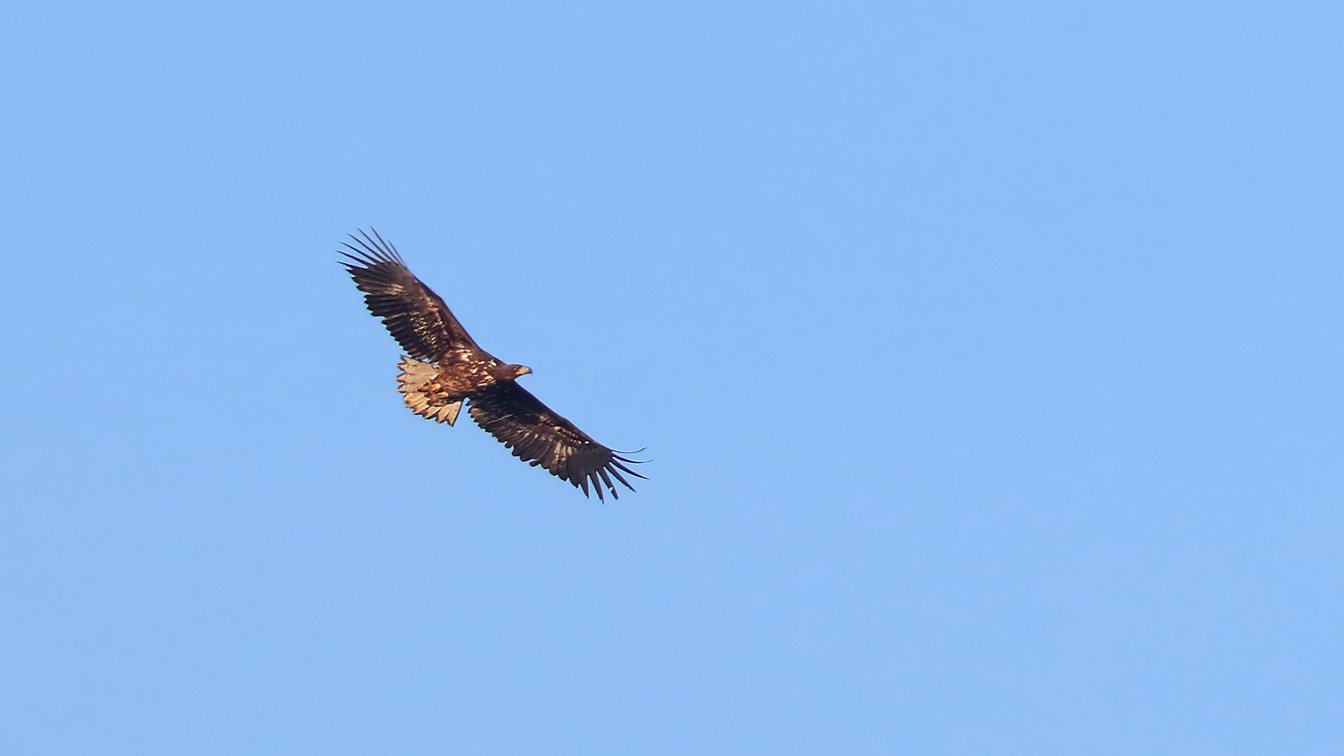 Isle of Wight eagle heads to France - BirdGuides