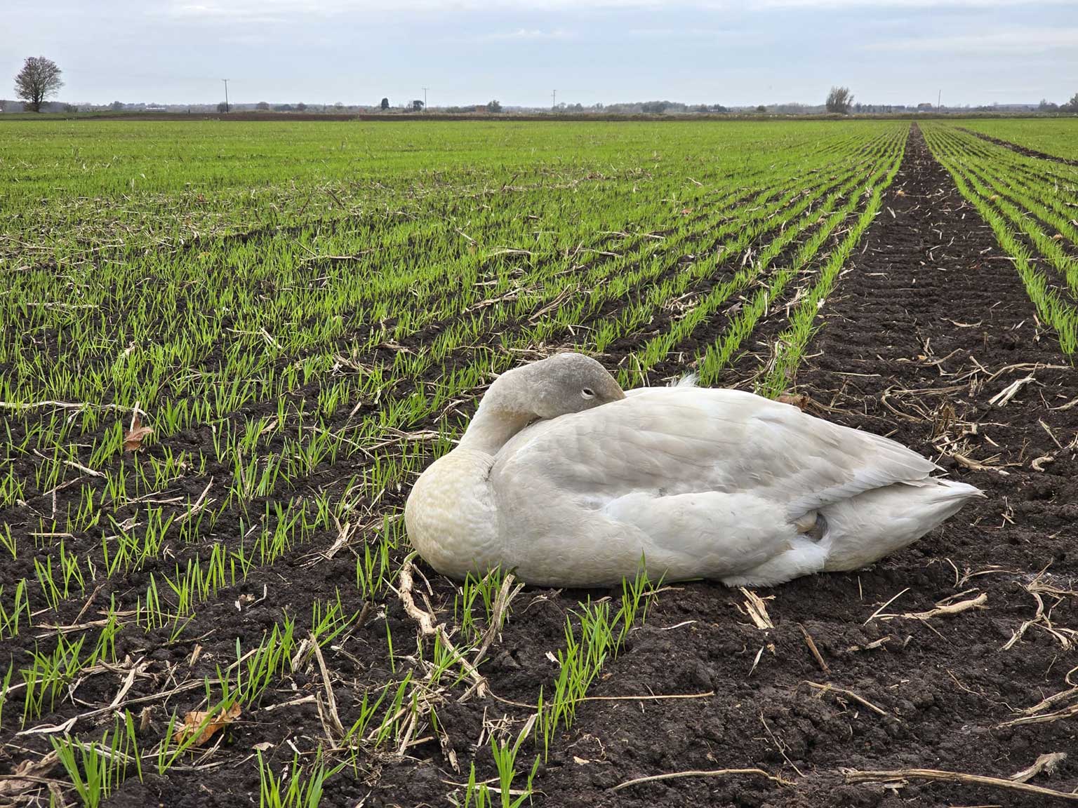 Whooper Swans hit hard as bird-flu outbreak worsens - BirdGuides