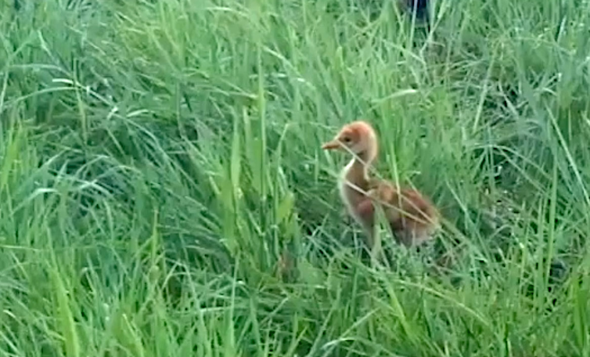 First Common Crane chick at Wicken Fen for 120 years - BirdGuides