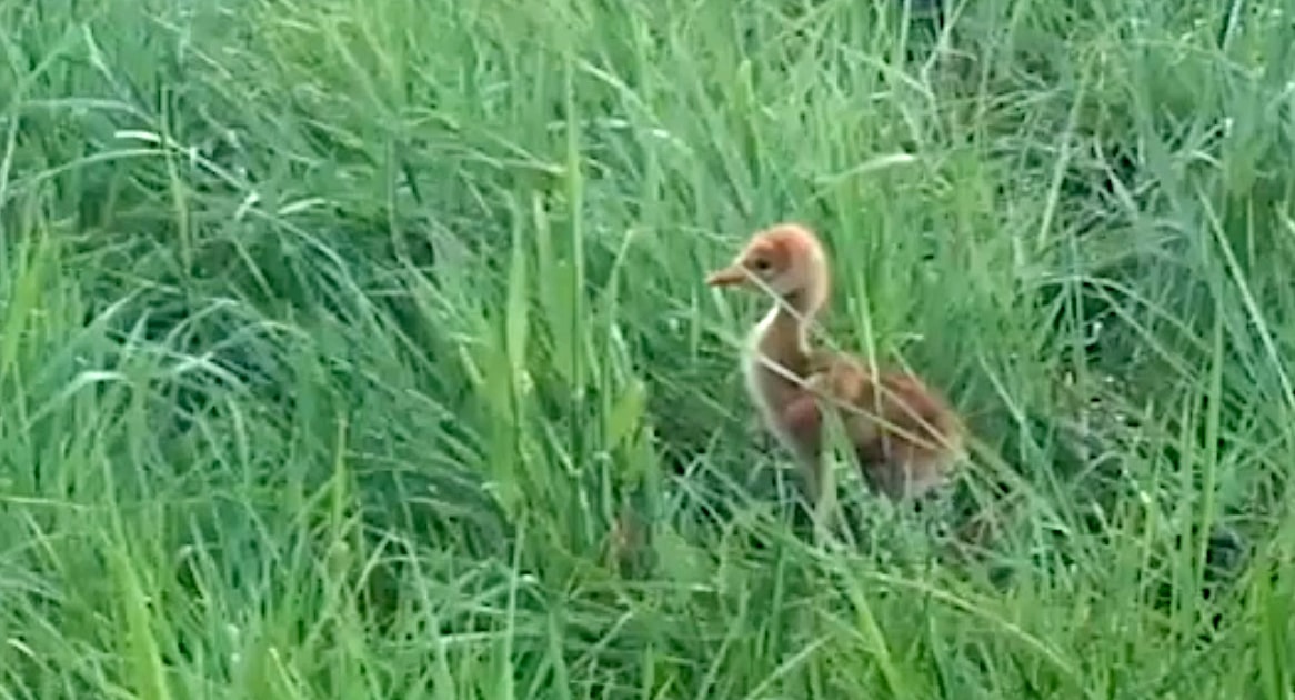 First Common Crane chick at Wicken Fen for 120 years - BirdGuides