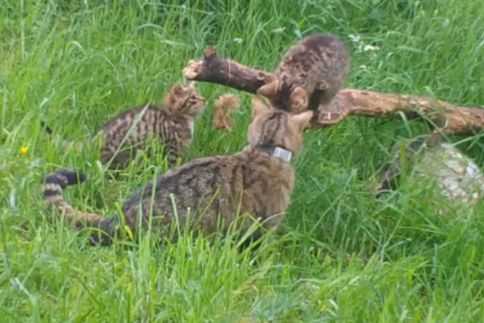 Captive-bred Scottish wildcats give birth in wild - BirdGuides