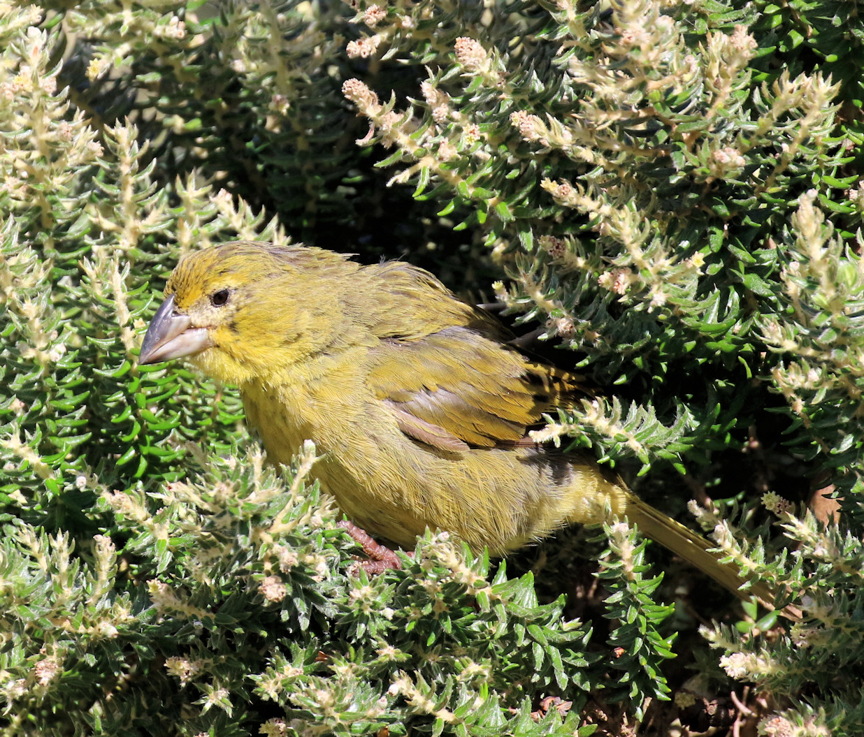 Parasitic wasp helps save endangered Wilkins's Finch - BirdGuides