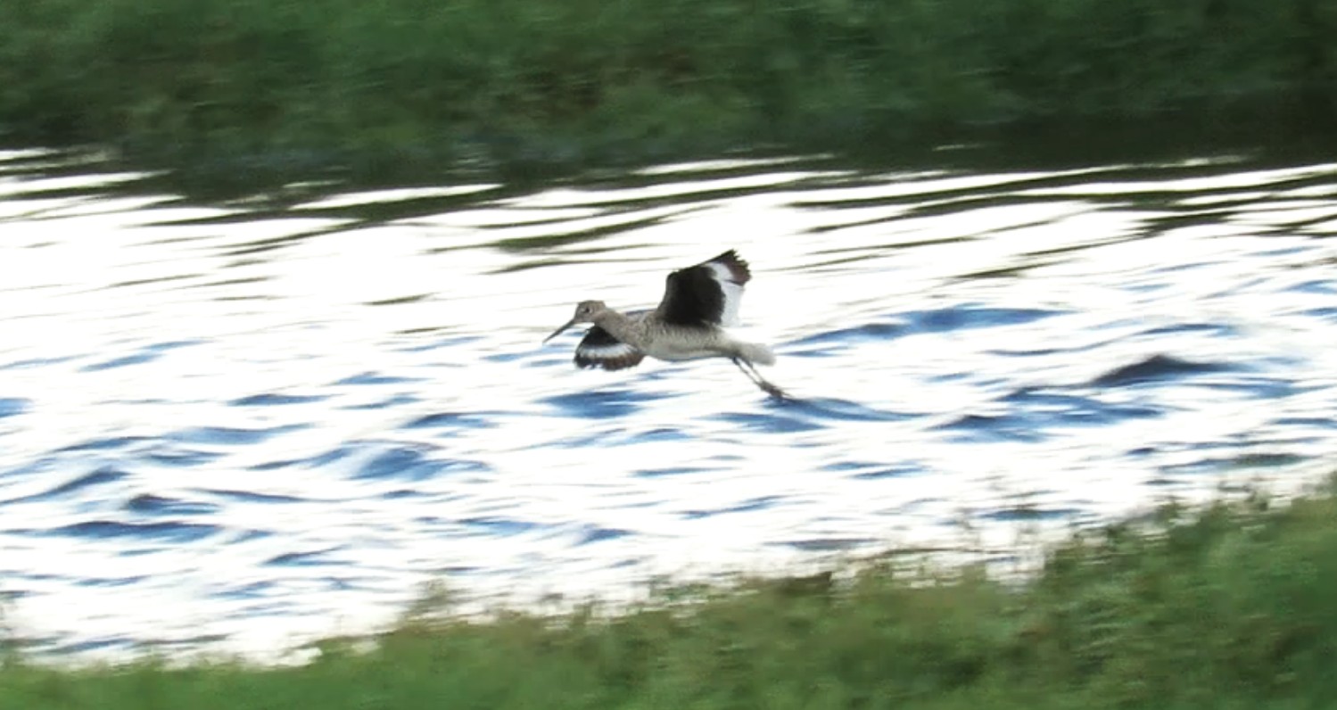 Spain's first Willet stuns birders in Cantabria - BirdGuides
