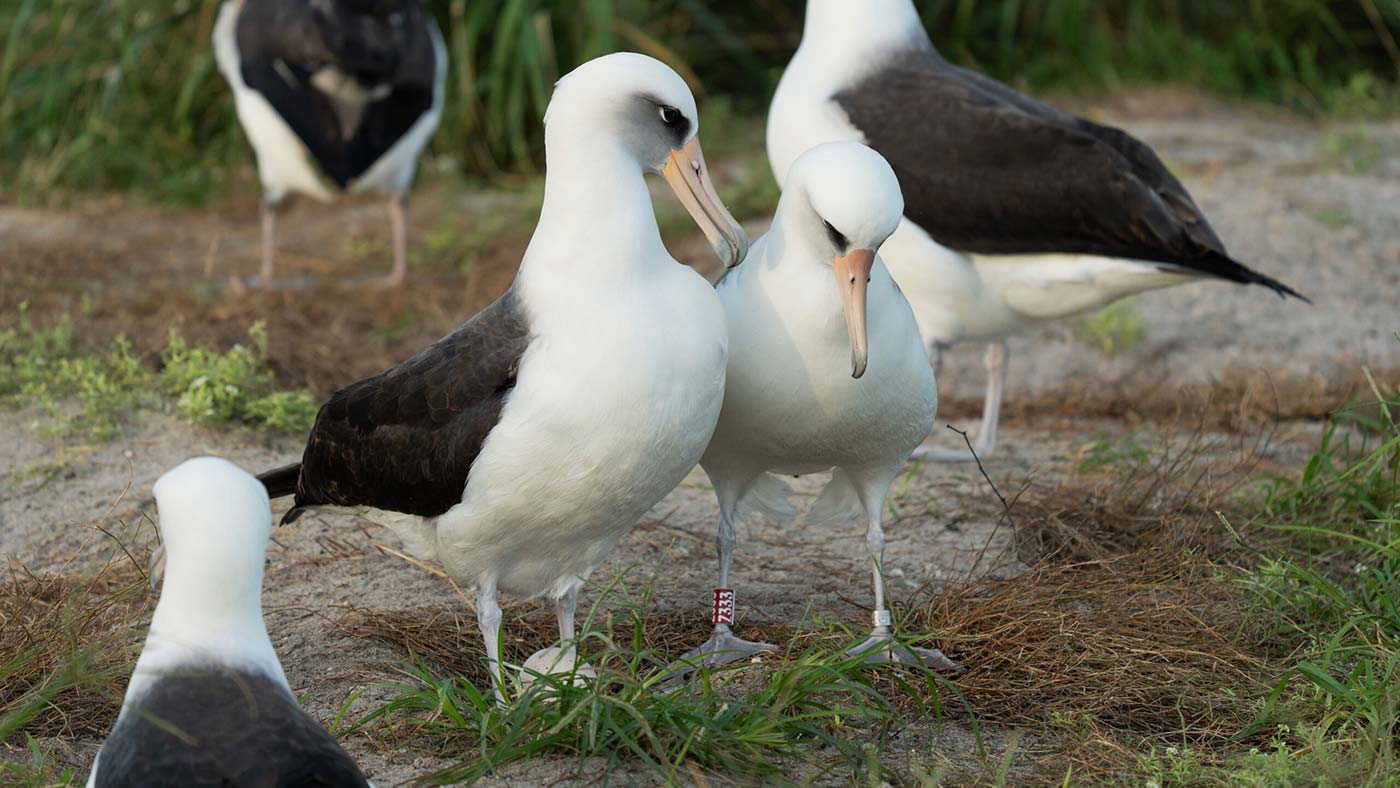 World's oldest known bird returns to breeding grounds - BirdGuides World's oldest known bird returns to breeding grounds - BirdGuides