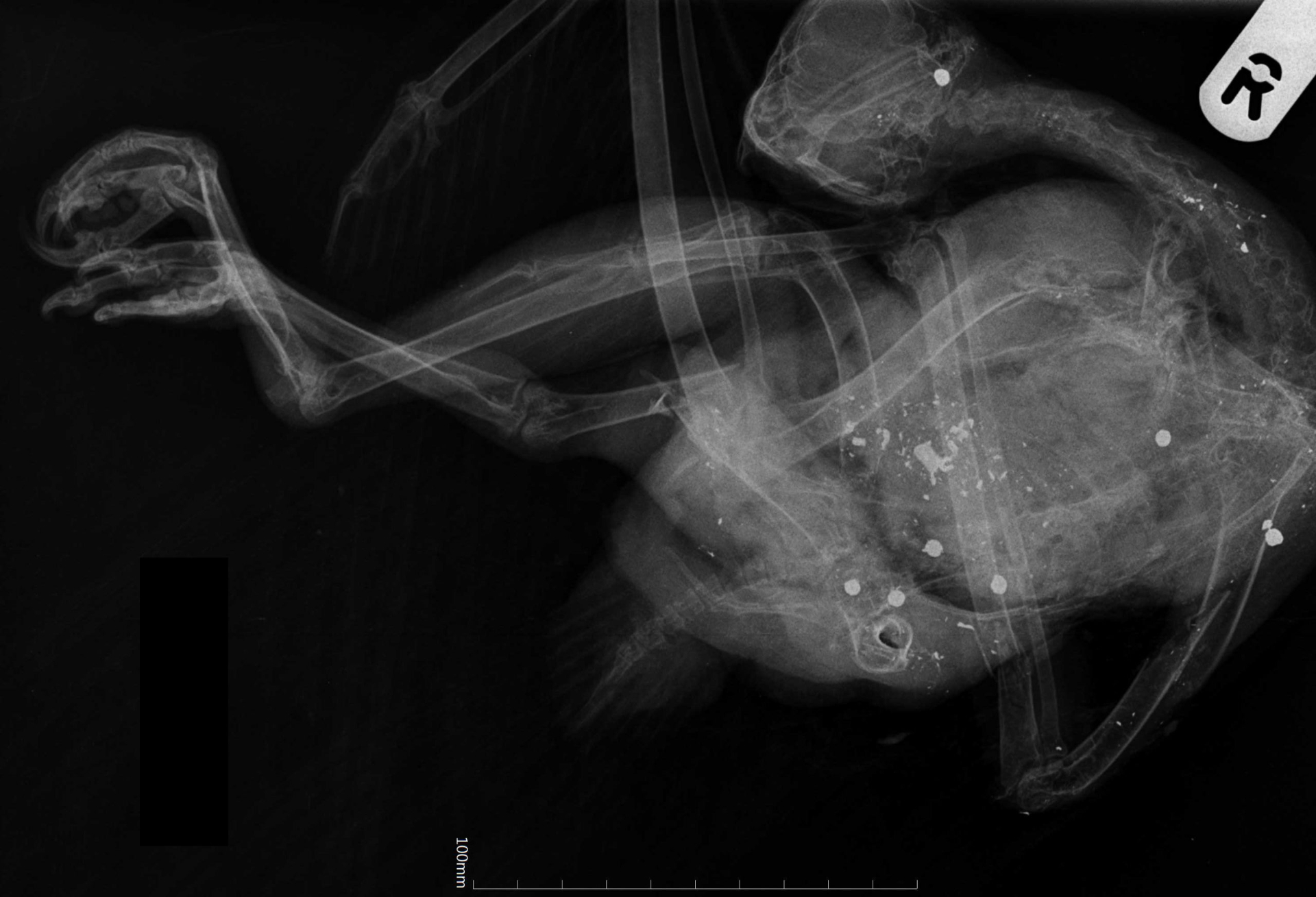 Latest Yorkshire raptor crime sees buzzards shot - BirdGuides