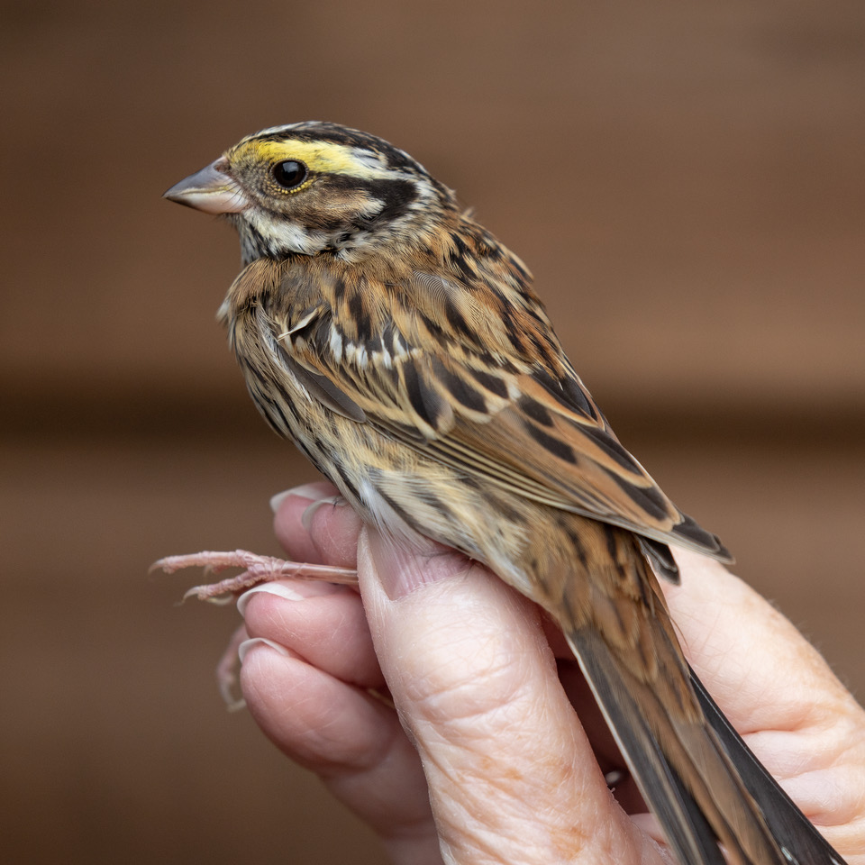 Rarity finders: Yellow-browed Bunting in Kent - BirdGuides