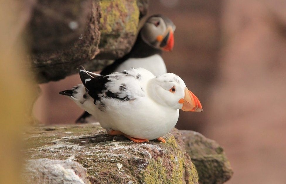 'White' Puffin photographed in Scotland - BirdGuides