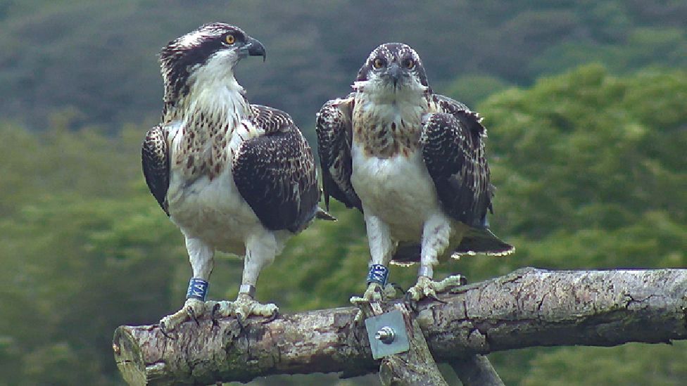 Police probe after Osprey found dead on Welsh beach - BirdGuides