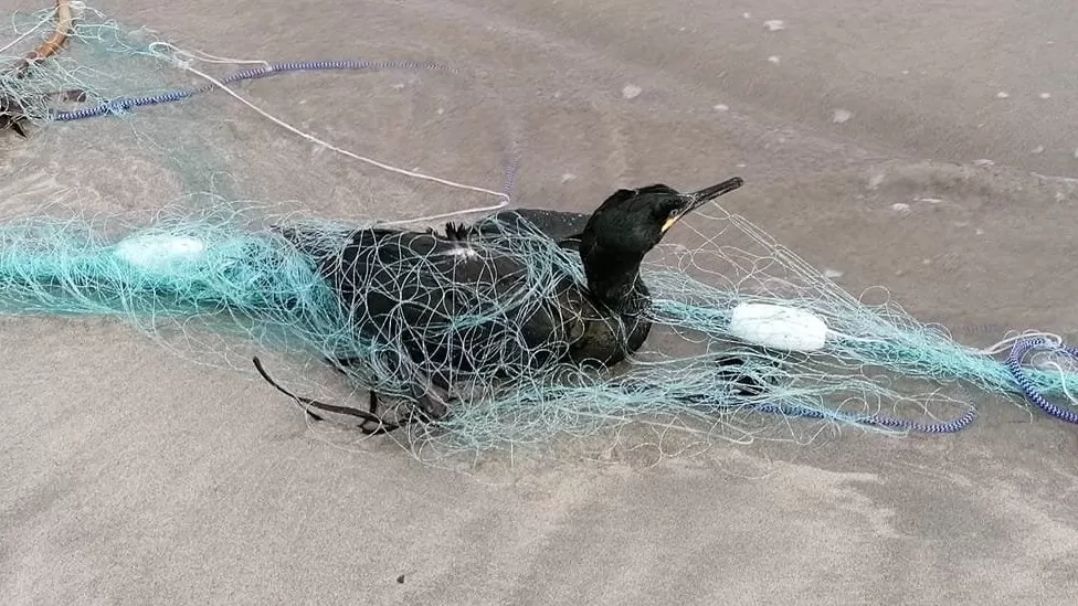 Dead birds found tangled in nets on Cornish beach - BirdGuides