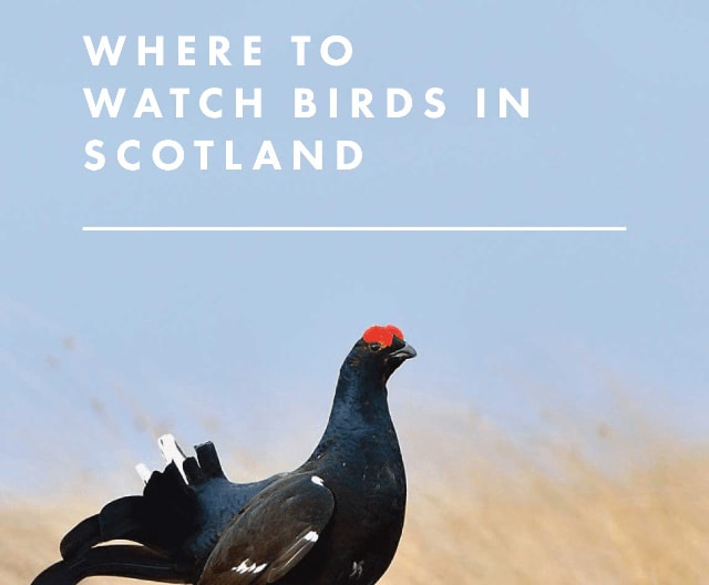 Where to Watch Birds in Scotland app launches - BirdGuides