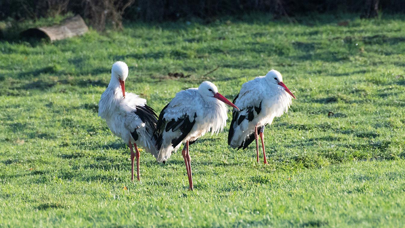 White Storks nesting in West Sussex - BirdGuides