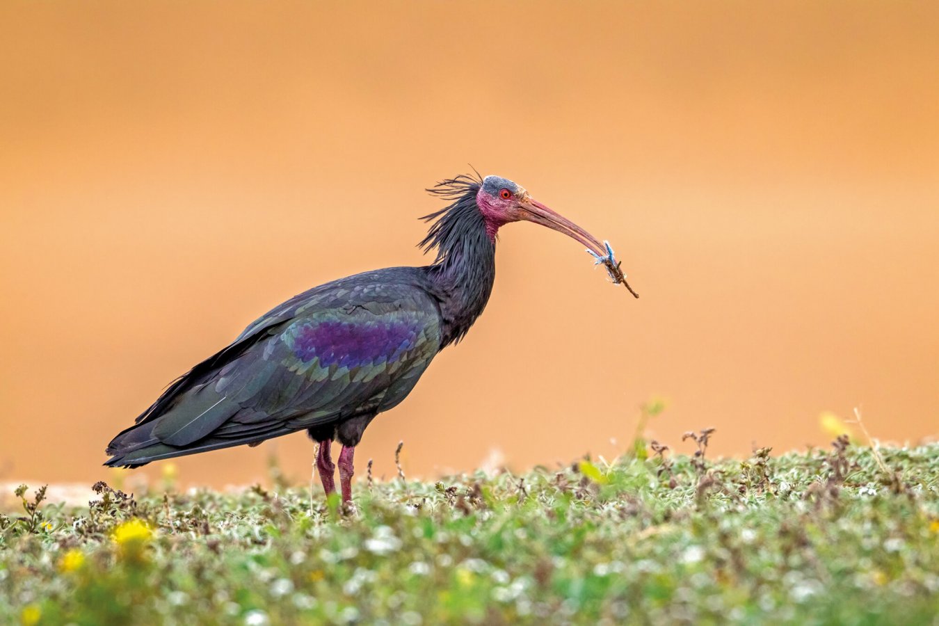 Bald ibis bounces back - BirdGuides