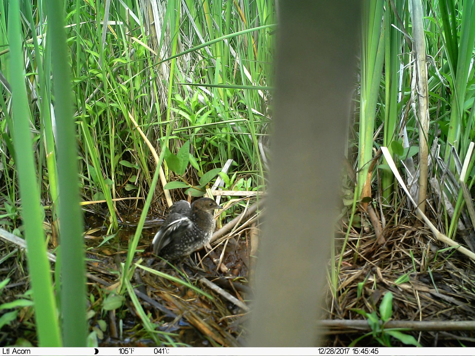 New breeding site found for one of world's rarest birds - BirdGuides