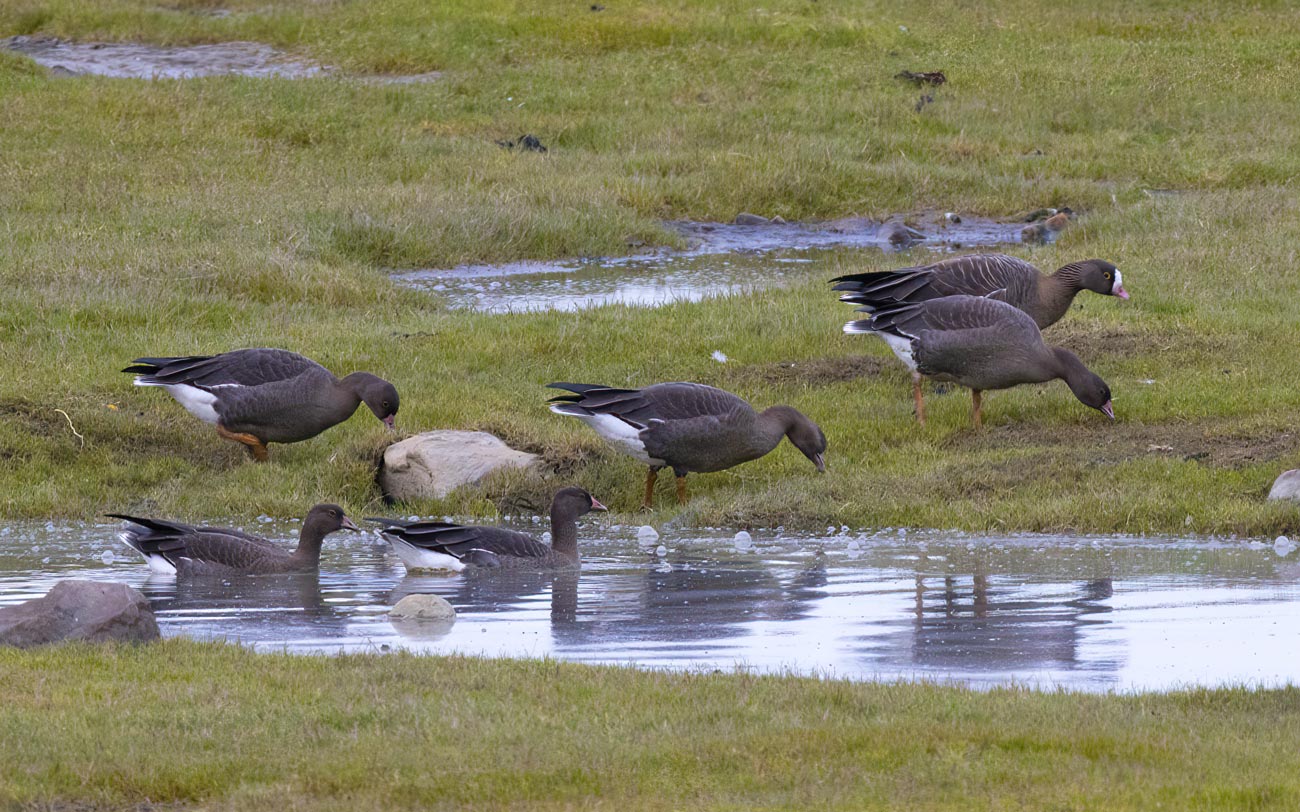 Lesser White-fronted Goose enjoys prolific breeding season - BirdGuides