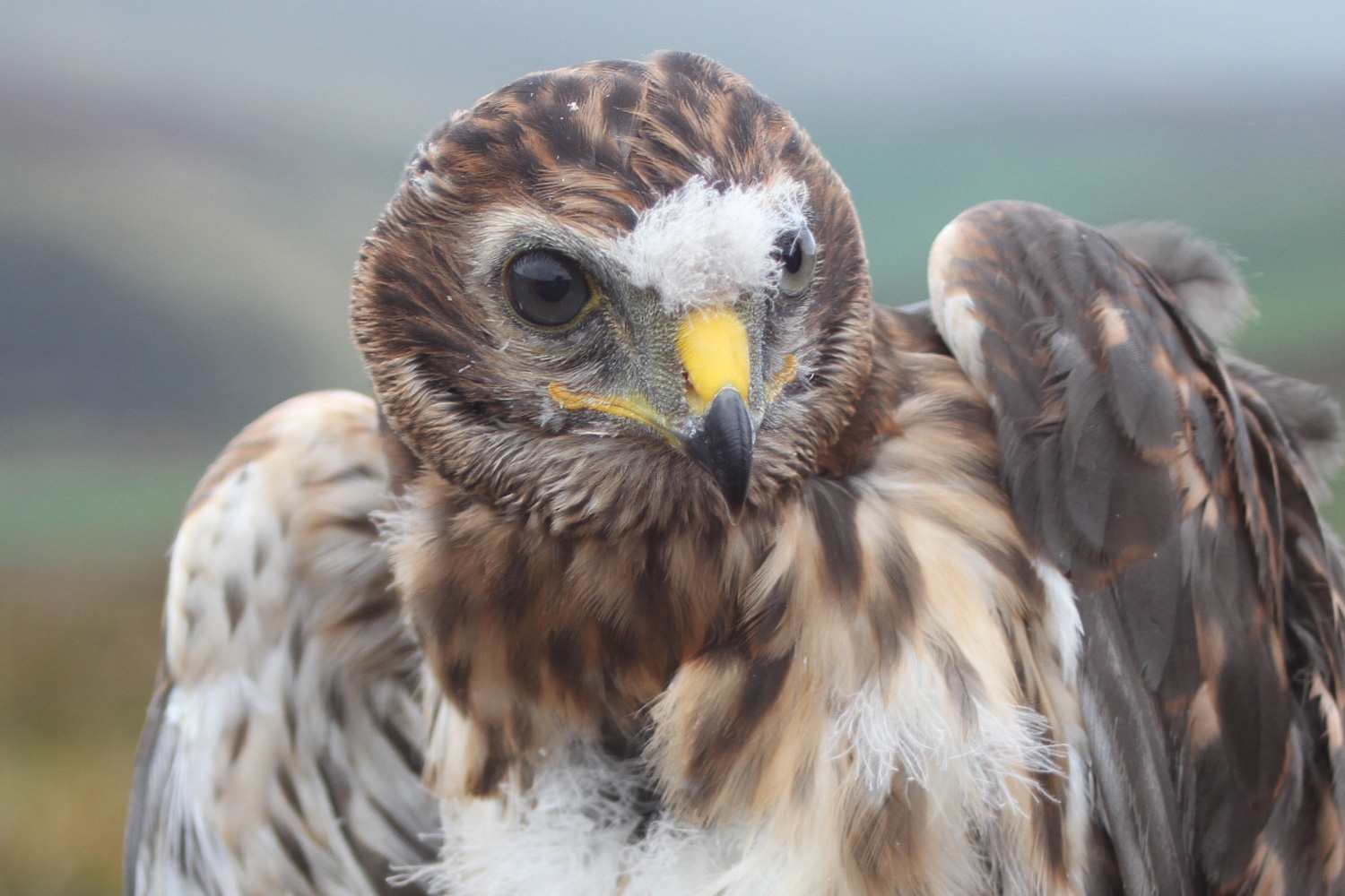 Another Hen Harrier goes missing - BirdGuides