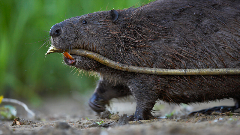 Scottish beavers on the increase - BirdGuides