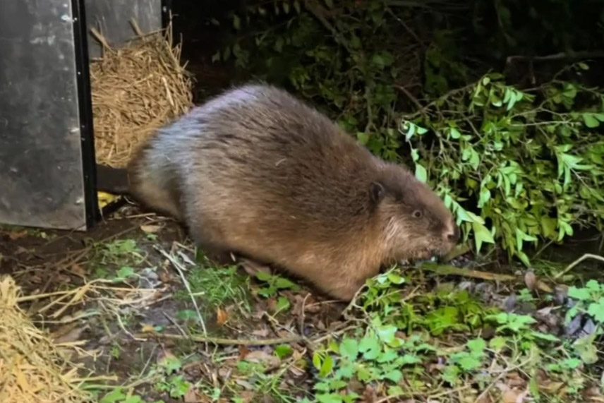Beavers released in Hampshire - BirdGuides