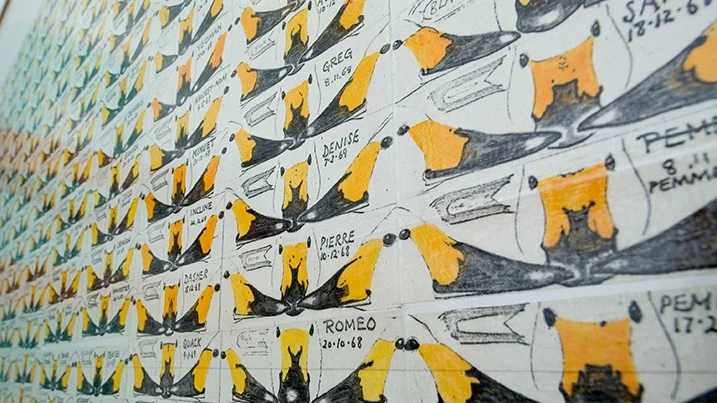 WWT celebrates 60 years of Bewick's Swan study - BirdGuides