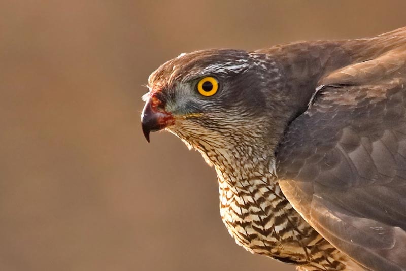 Goshawks shot in Scottish Borders - BirdGuides