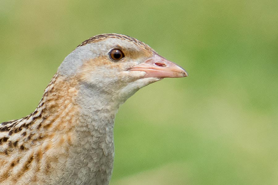 Huge EU cash injection for Irish Corncrakes - BirdGuides