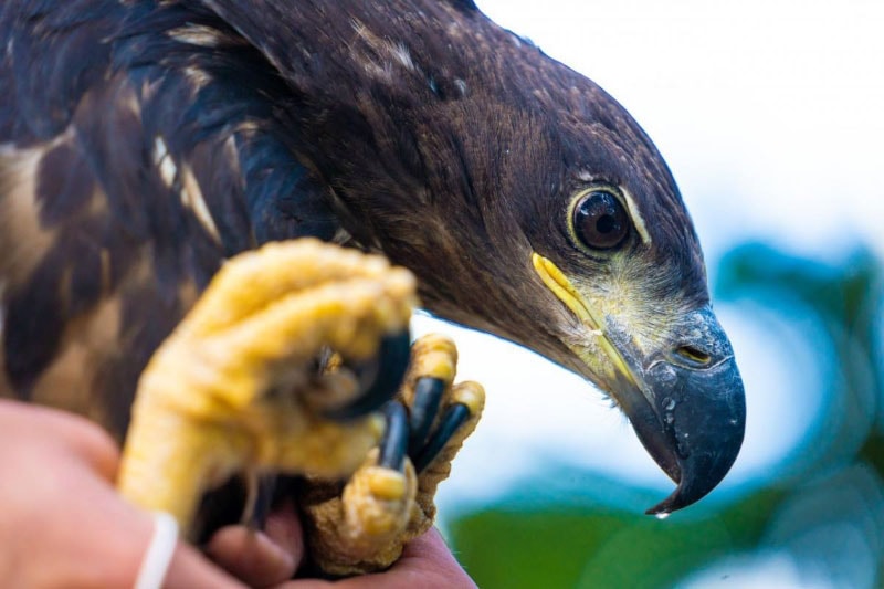 Reintroduced White-tailed Eagle tours south-east England - BirdGuides