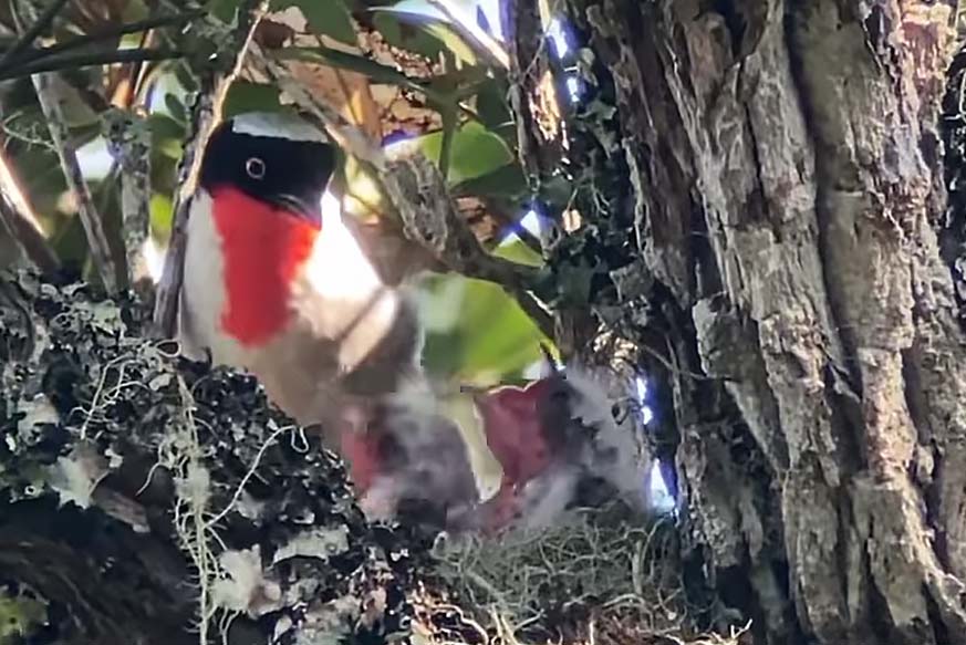 Nest of one of world's rarest birds found in Brazil - BirdGuides