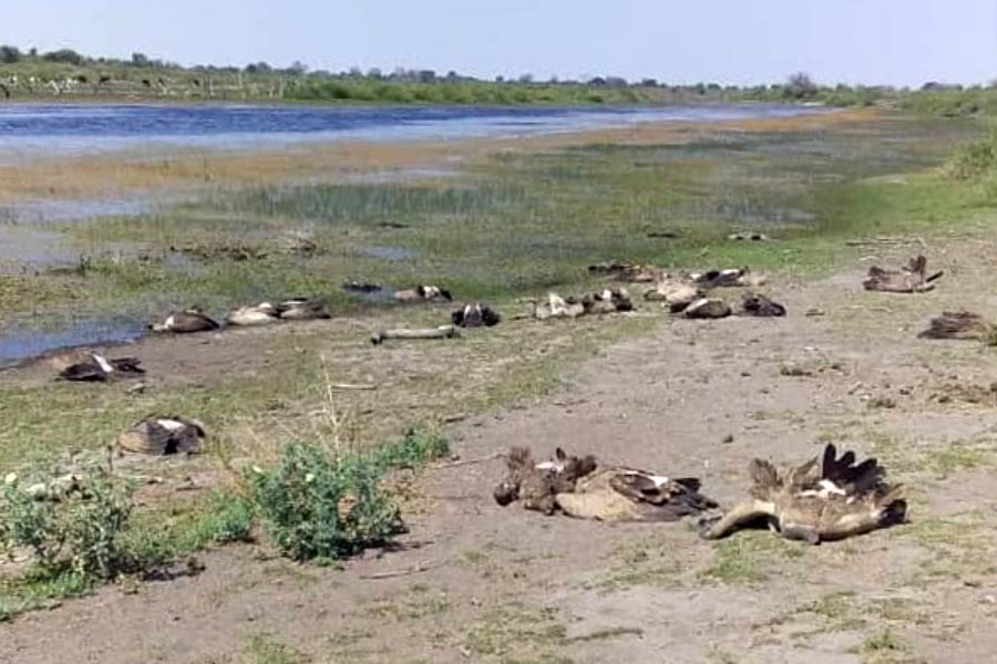 Mass poisoning of Critically Endangered vultures in Botswana - BirdGuides