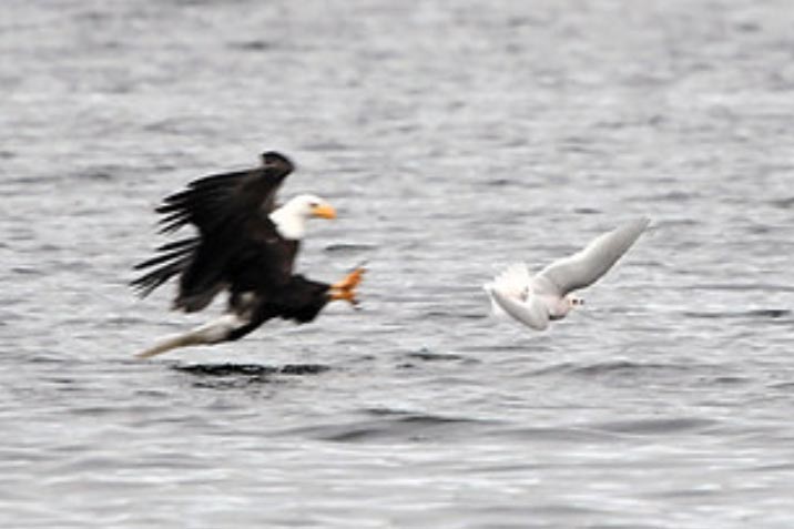 Vagrant Ross's Gull falls victim to Bald Eagle - BirdGuides
