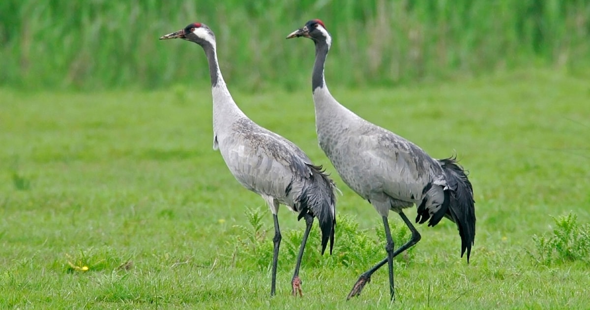British cranes increase again - BirdGuides
