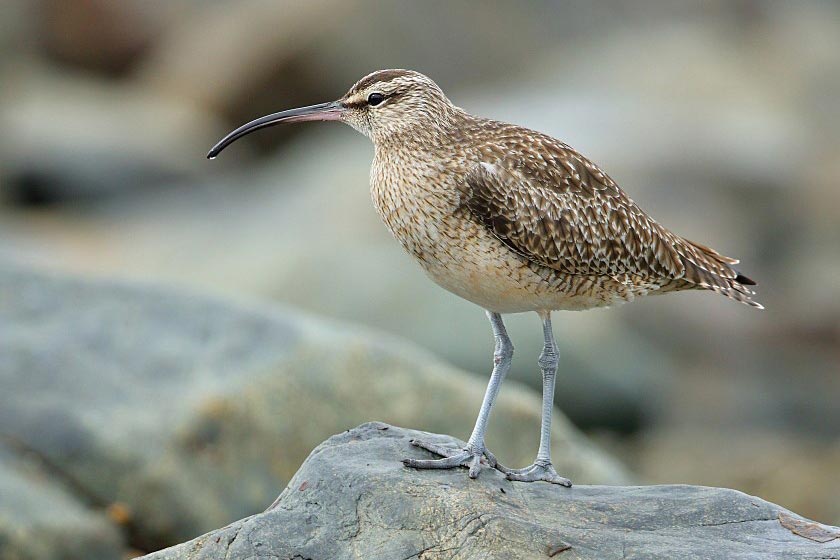 Shorebird hunting partially suspended on Caribbean island - BirdGuides
