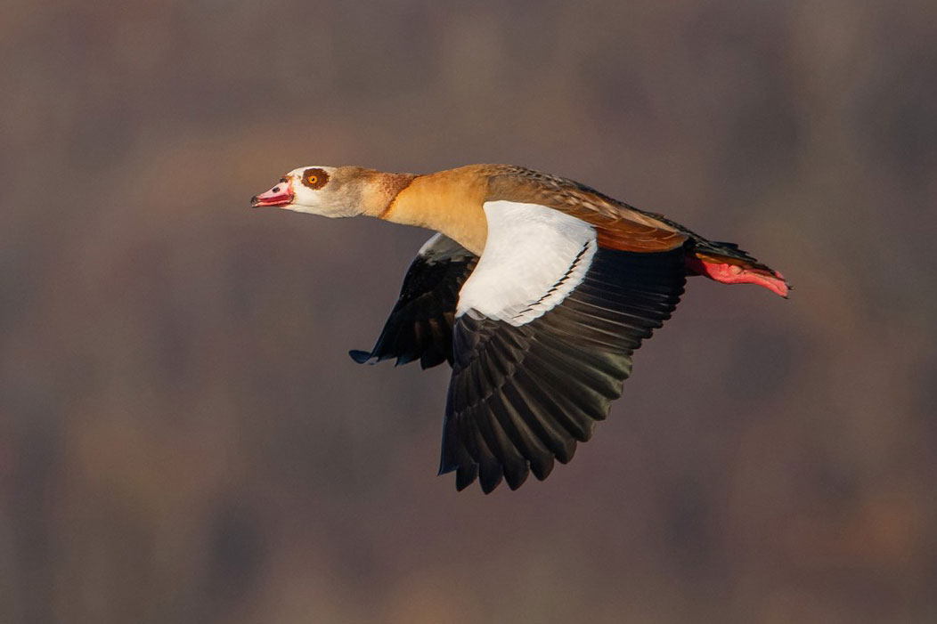 Website launched to track non-native birds across Europe - BirdGuides