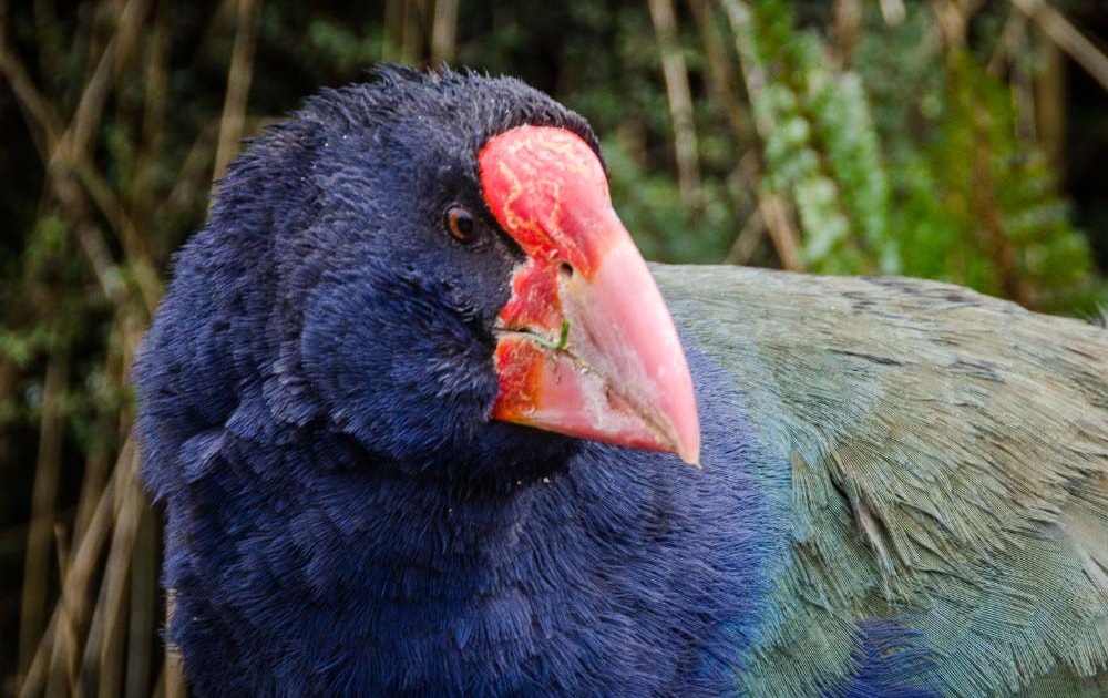 Takahe population on the up - BirdGuides