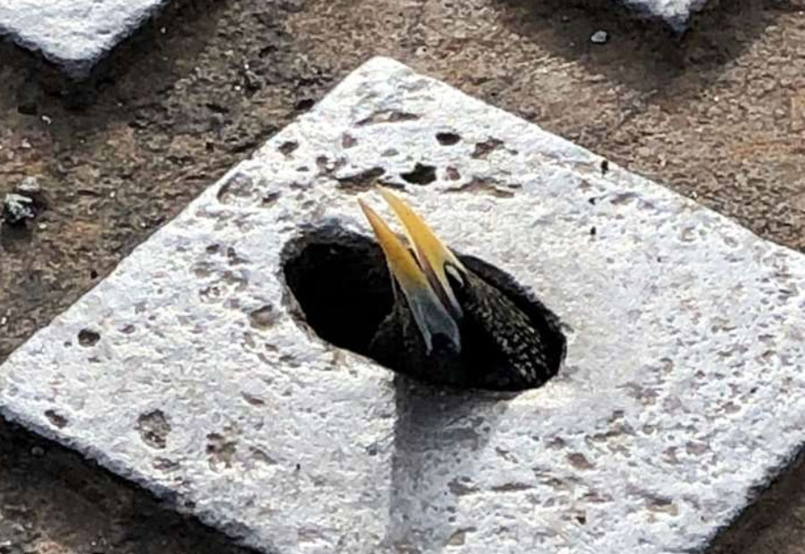 Firefighters rescue starling from drain - BirdGuides