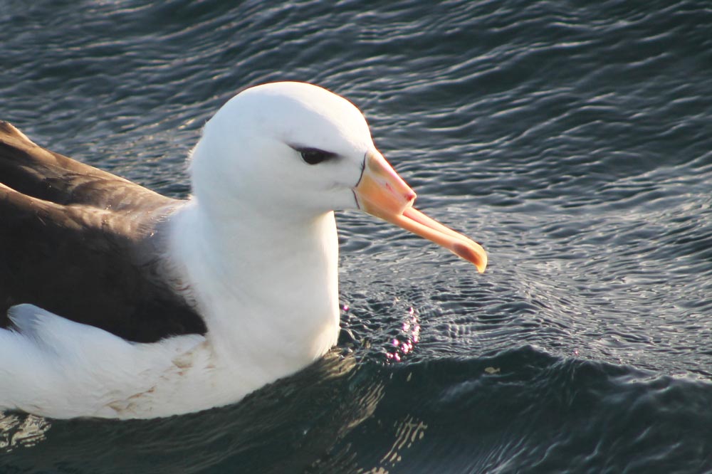 Fishermen cut beaks off albatrosses in south-west Atlantic - BirdGuides