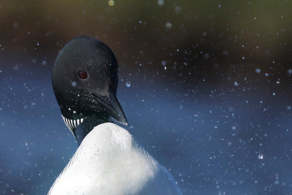 Lawsuit filed against Icebreaker Wind project - BirdGuides