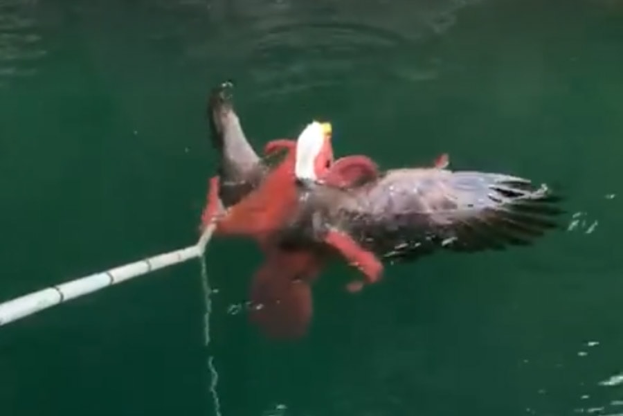 Octopus attacks Bald Eagle in Canada - BirdGuides