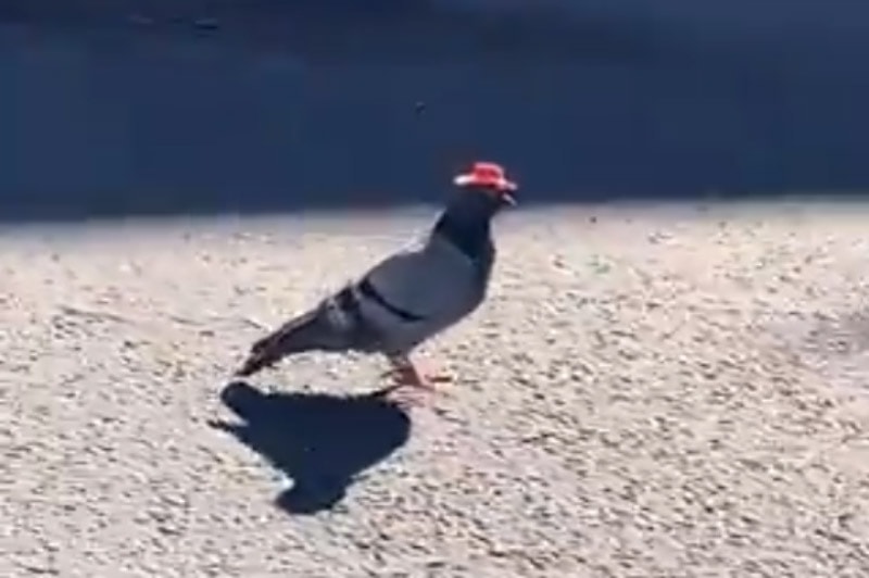 Pigeons found wearing cowboy hats in Las Vegas - BirdGuides
