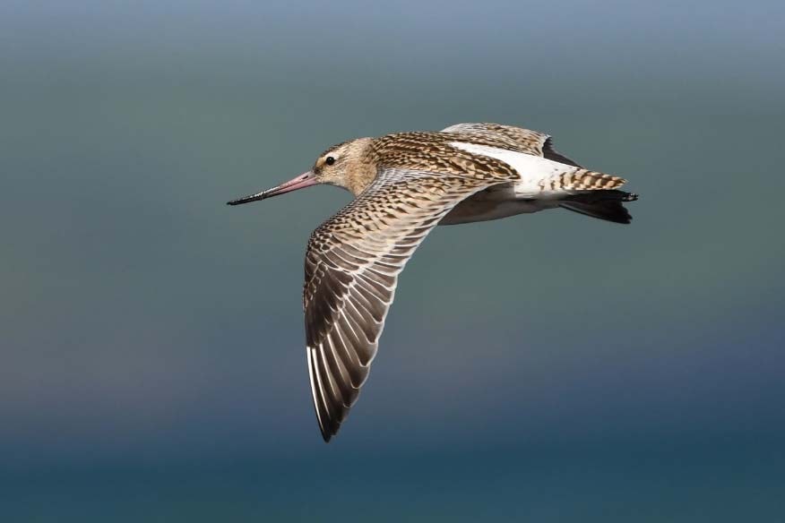 Bar-tailed Godwit breaks record for non-stop flight - BirdGuides