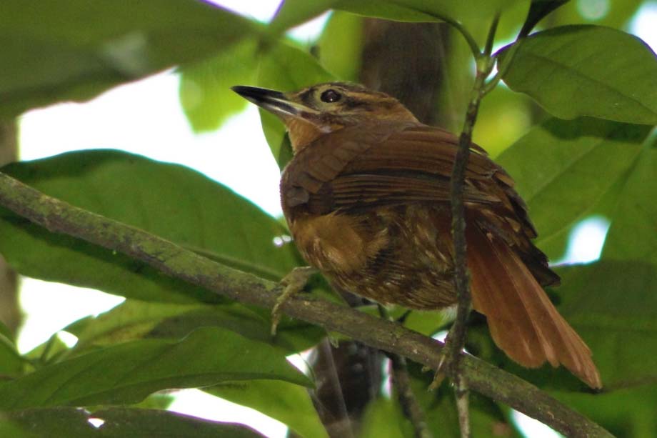 Scientists urged to fight the rise of 'extinction denial' - BirdGuides