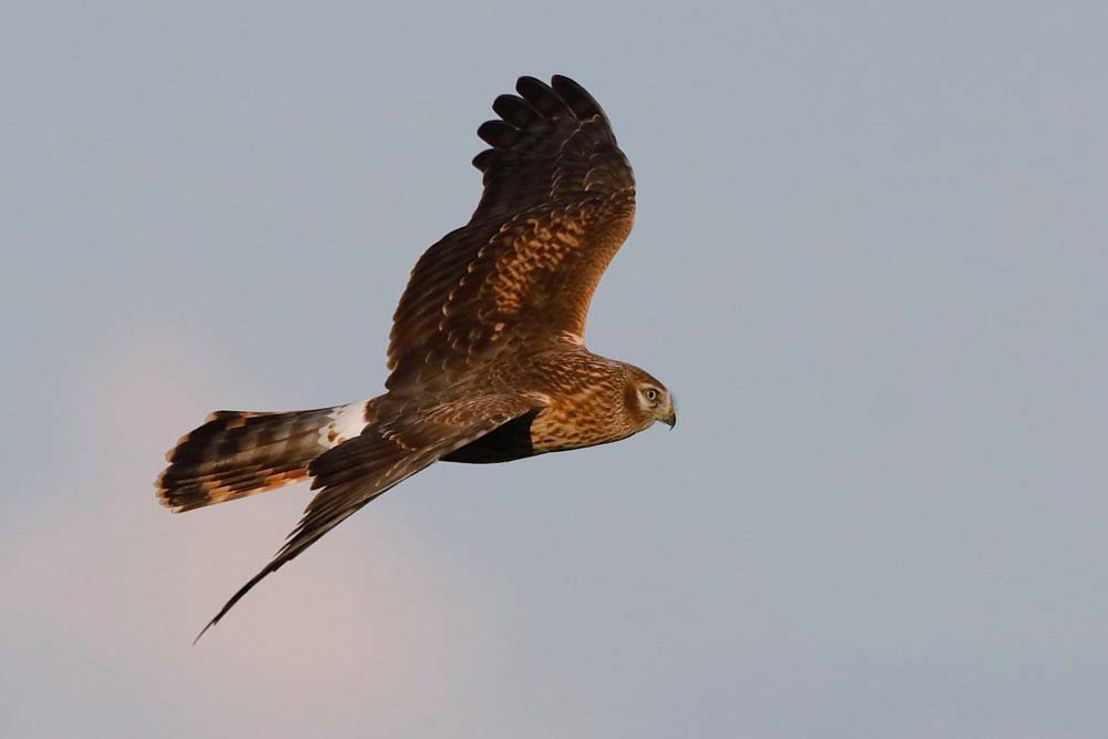 English Hen Harriers enjoy best year in a decade - BirdGuides