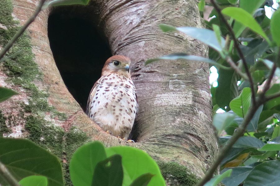 Fresh hope for one of world's rarest raptors - BirdGuides