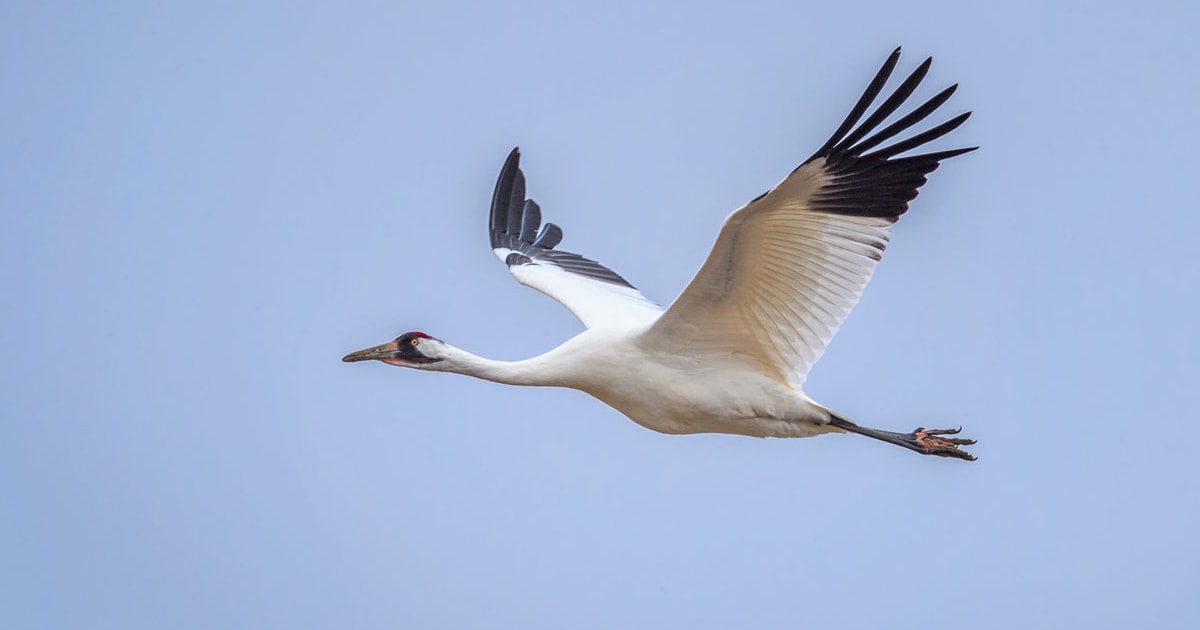 Whooping Crane nests in Texas for first time in more than a century ...
