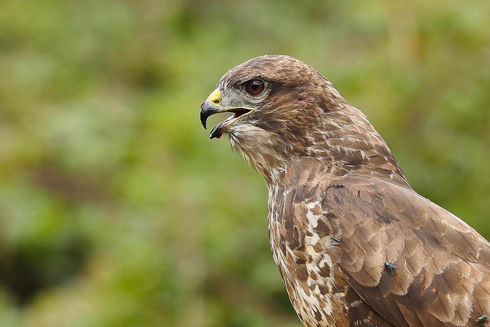 Majority of raptor deaths in Ireland the result of poisoning - BirdGuides